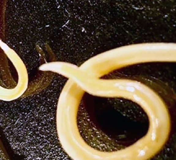 Assustador Verme Que Ficou Congelado Por Mais De 40 Mil Anos Volta à
