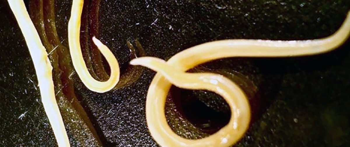 Assustador Verme Que Ficou Congelado Por Mais De 40 Mil Anos Volta à