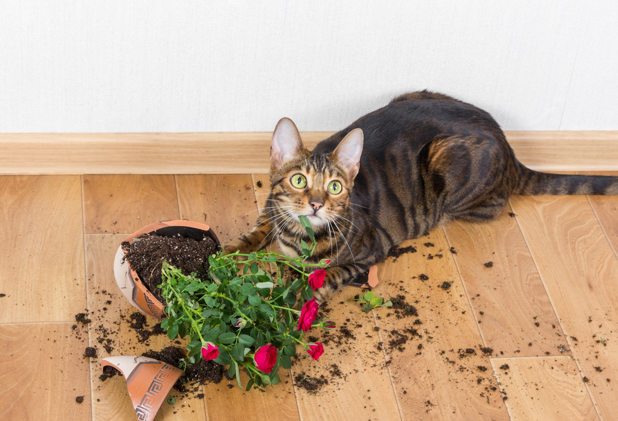 Seu gato está tentando te irritar? Talvez ele só esteja inseguro - Mega ... Seu gato está tentando te irritar? Talvez ele só esteja inseguro - Mega ...