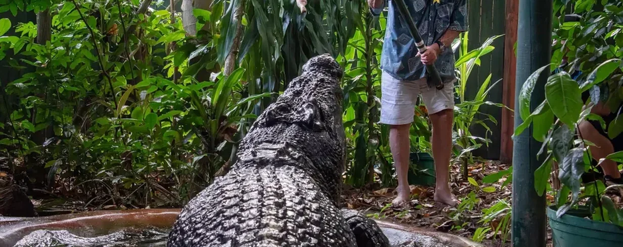 Cassius Crocodilo Gigante De Mais De 120 Anos Morre Na Austrália Mega Curioso